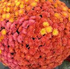 Lancaster Greenhouse & Nursery + New Leaf Market | Ohio-Based