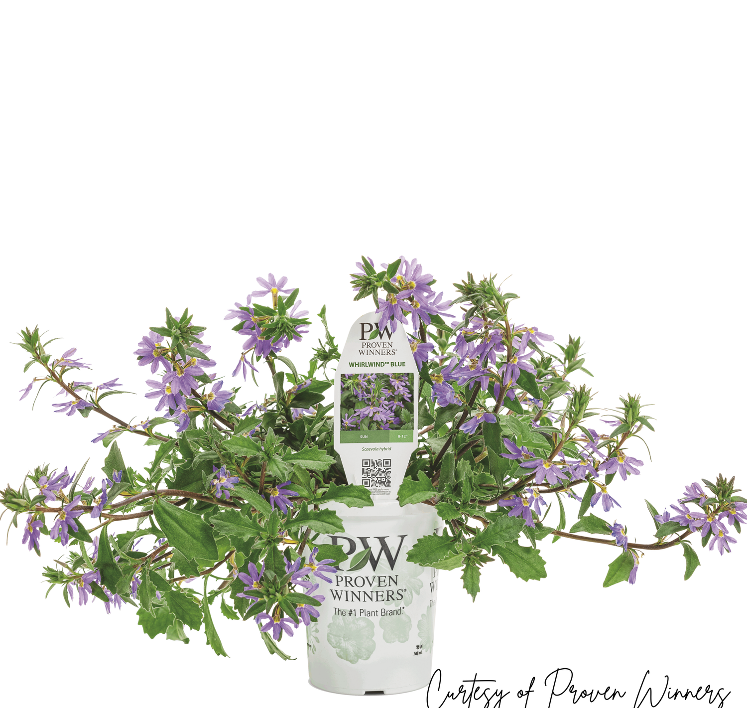 Proven Winner Scaevola Whirlwind Blue (quart pot) - Our Online Store ...