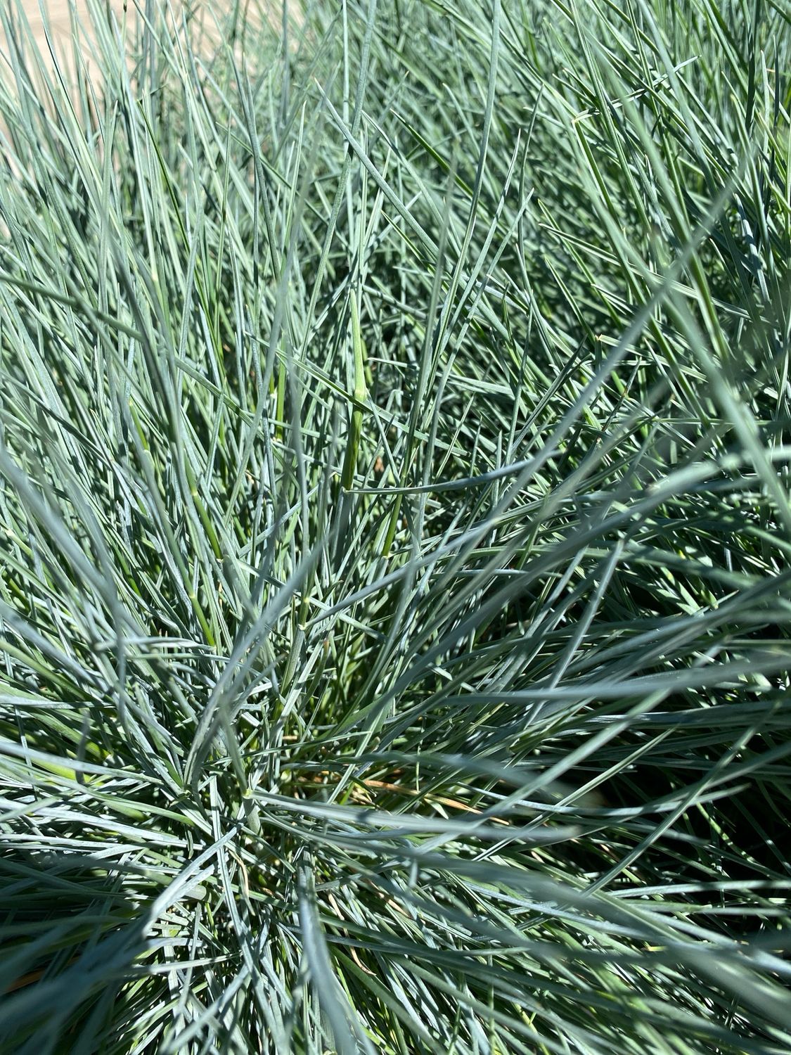 Grass Festuca Elijah Blue Fescue (gallon perennial) - Our Online Store ...