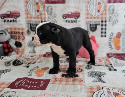 Kessler Kennels LLC., Bees, & Farm