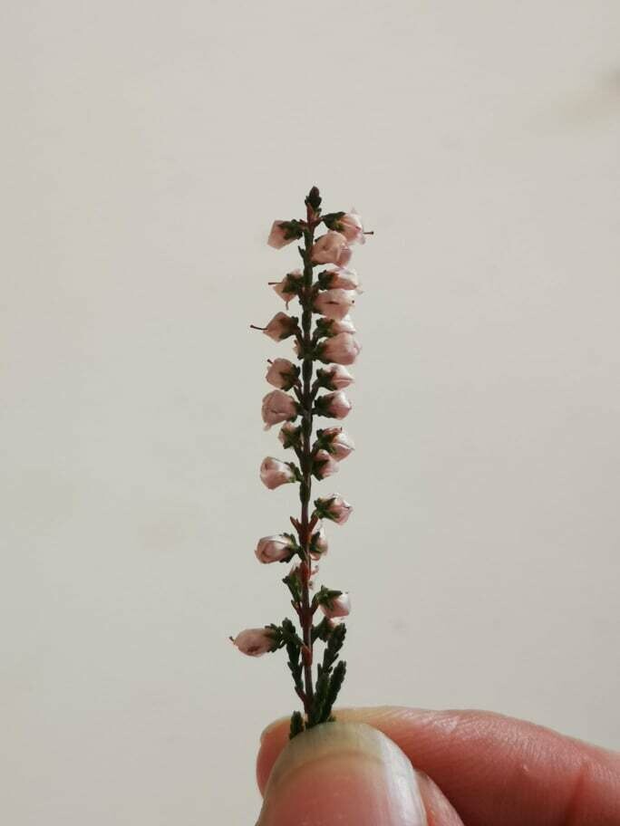 Preserved Heather Sprigs
