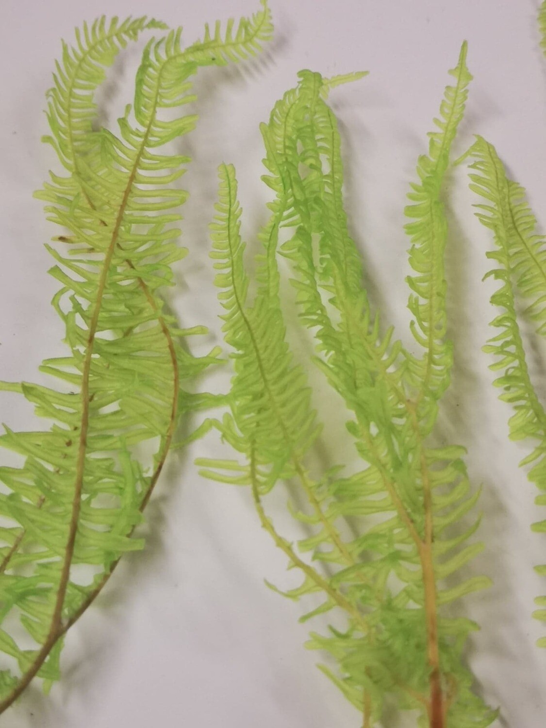 Preserved Umbrella Fern