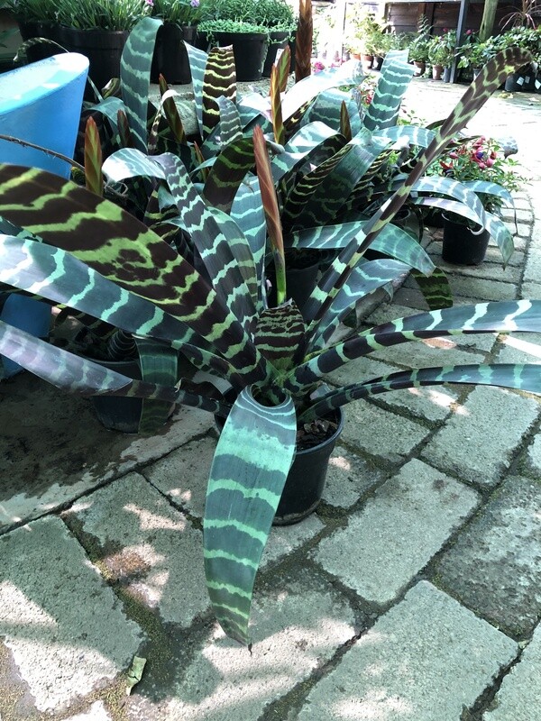 Vriesea spenriet 15cm Pot