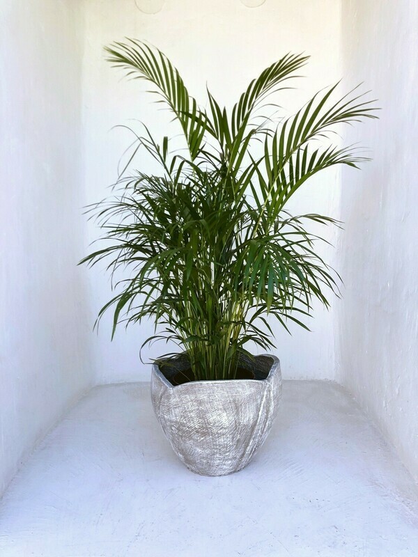 Rose Planter Large Cement Finish H360mm