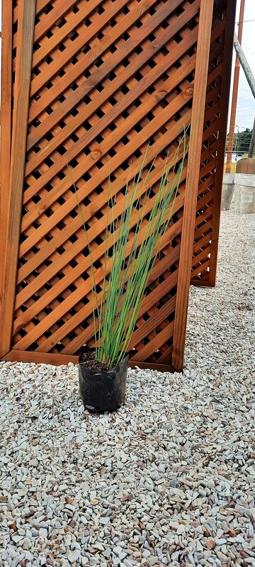 Blue Arrows Rush (Juncus Inflexus) 2L