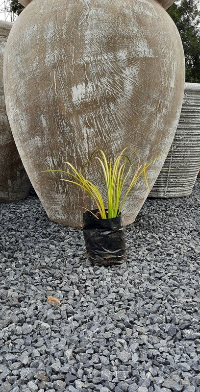 Acorus Gramineus 'Gold Edge' 2L