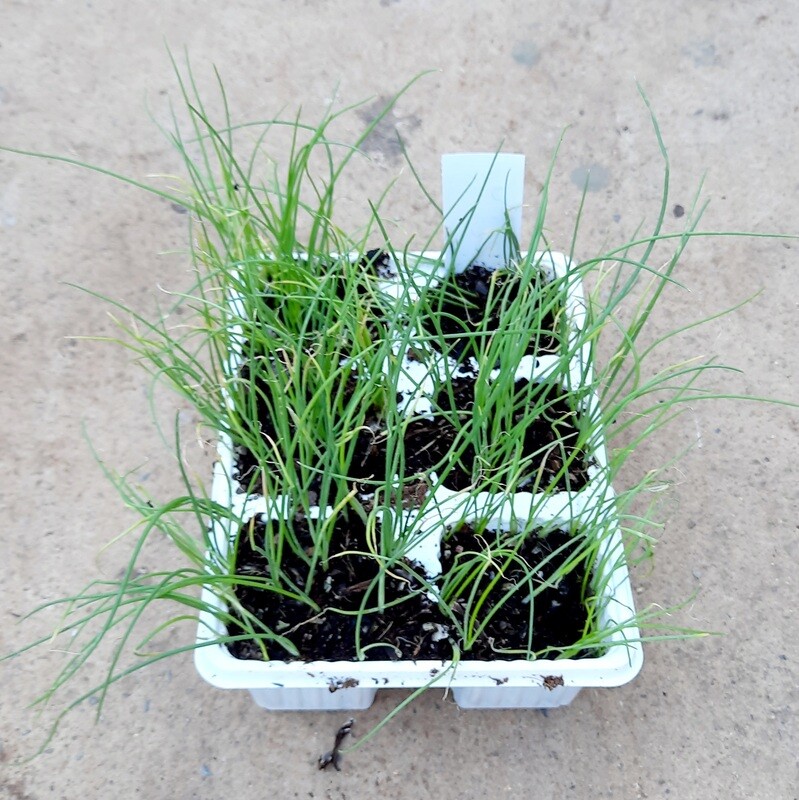 Onion Texas Grano 6 Pack Veg Seedlings