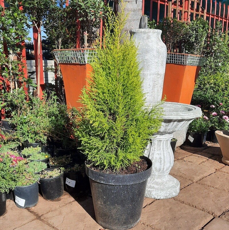 Cupressus Macrocarpa 'Wilma' Large 30cm