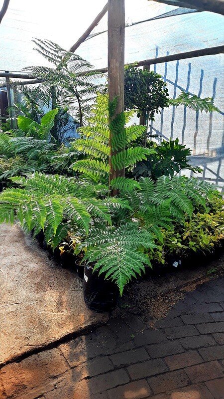 Cyathea Brownii Tree Fern 20 liter
