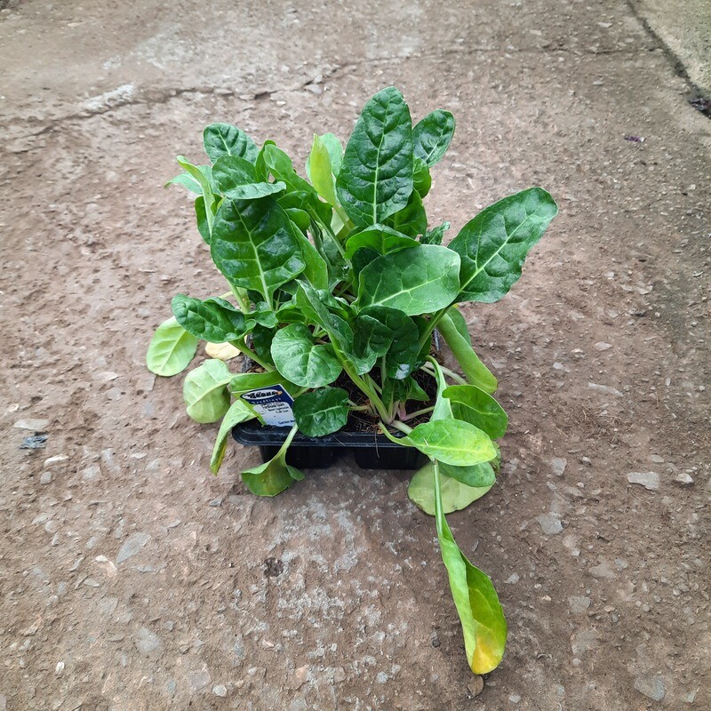 Spinach Swiss Chard Fordhook Giant 6 Pack Veg Seedlings