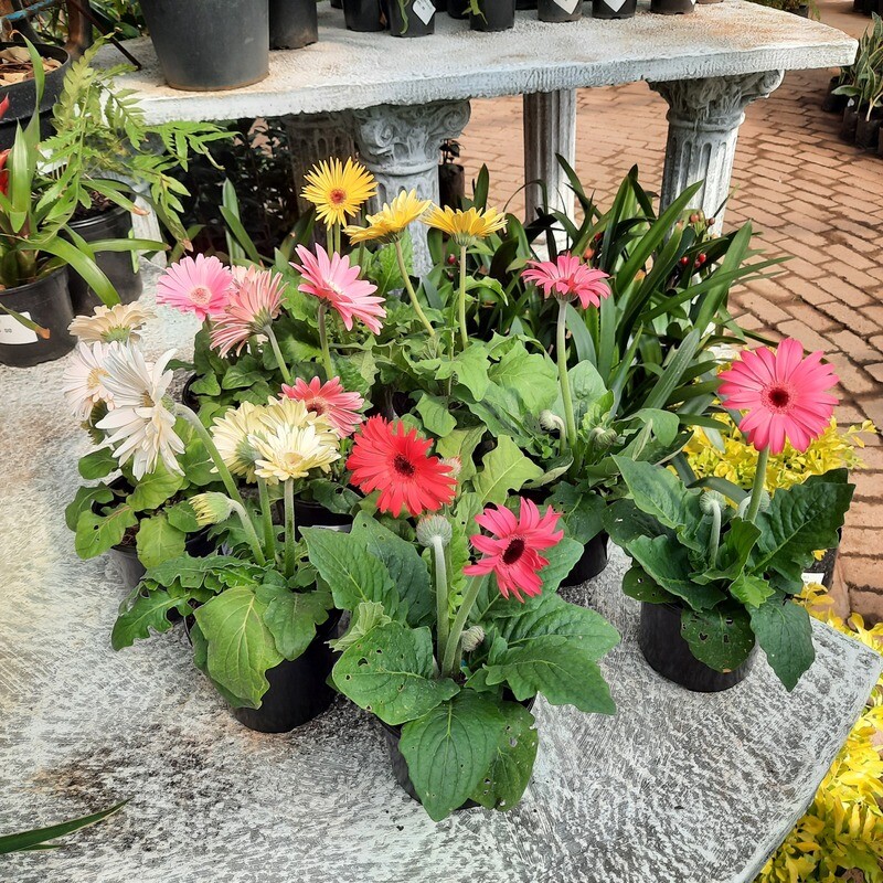 Gerbera Jamesonii Festival Miniature 12cm