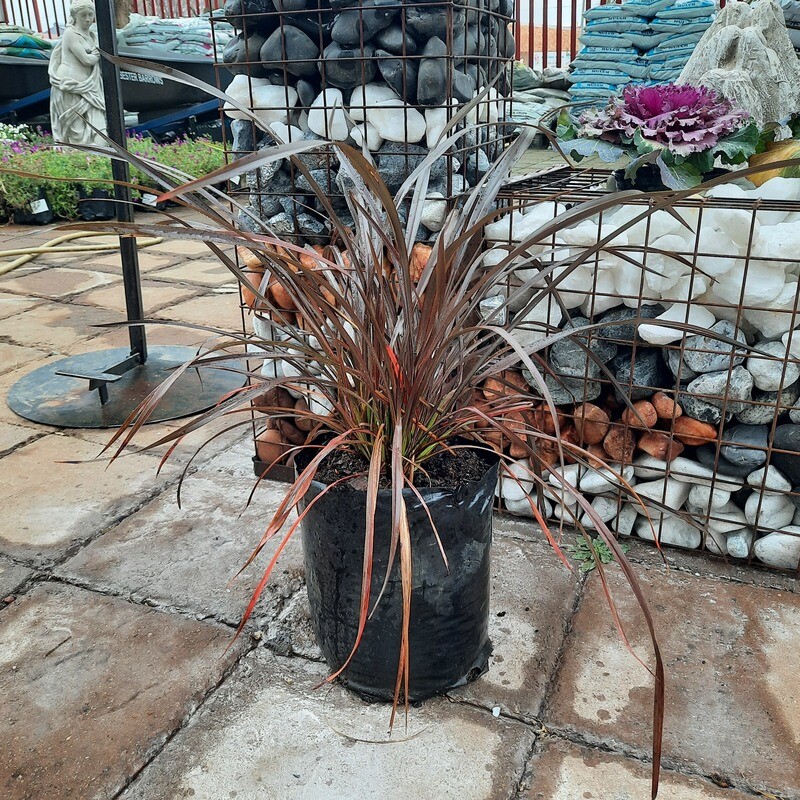 Phormium Rubra Nana 5 liters