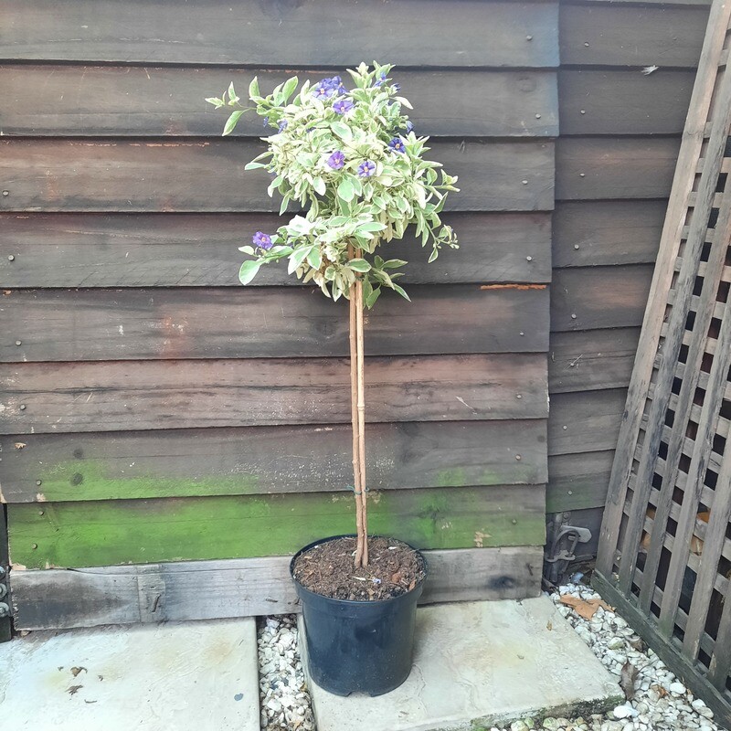 Solanum Variegated Patio Standard 19cm Pot
