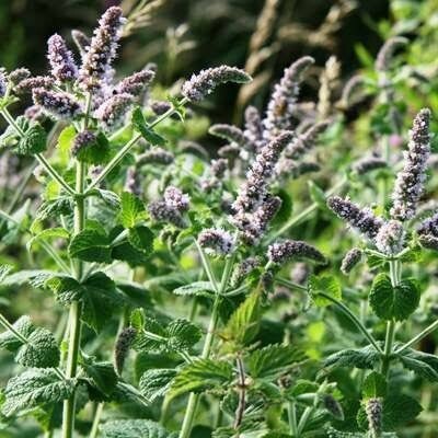 Mint - Garden 12cm Pot