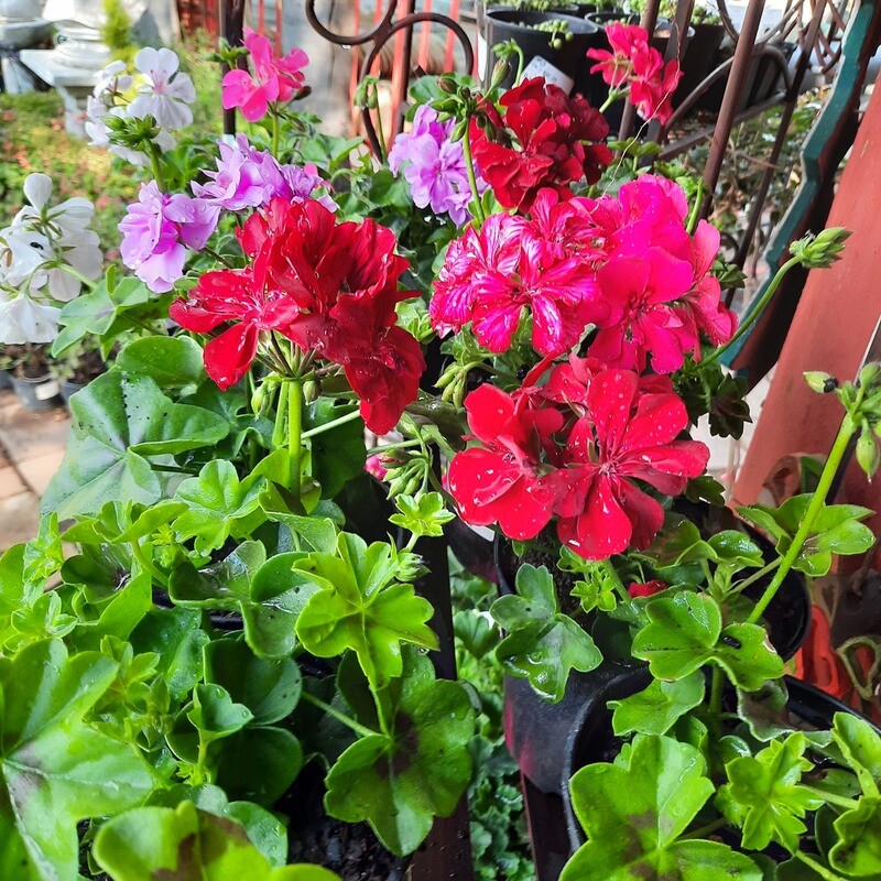 Geranium Peltatum Mixed Colours 15cm