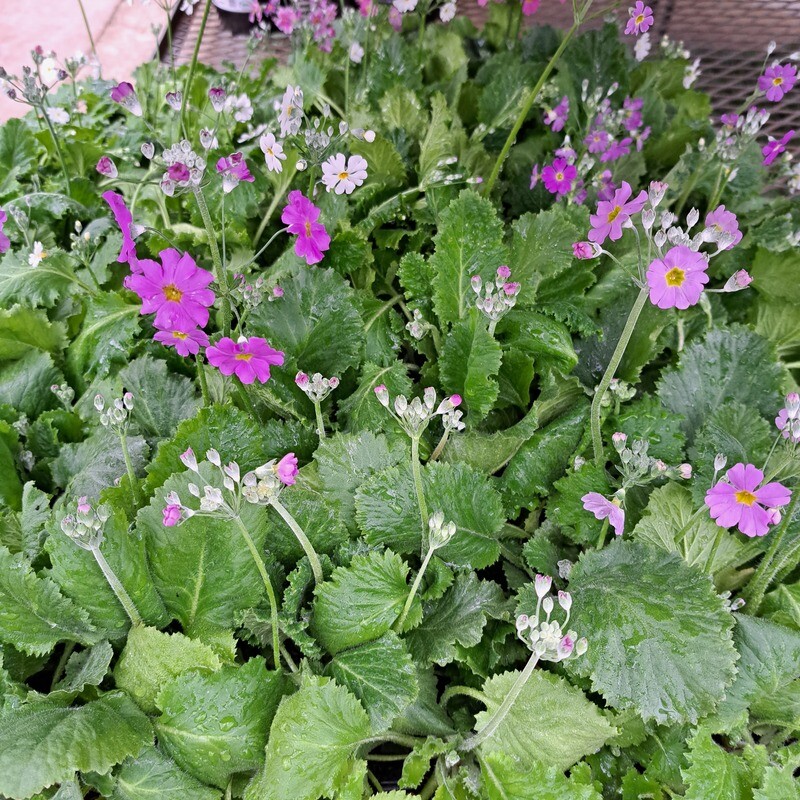 Primula Malacoides Mixed Colours Seedlings 6 Pack