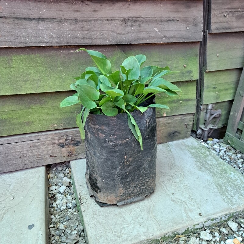 Arum Lily "Varkore" 4 liter