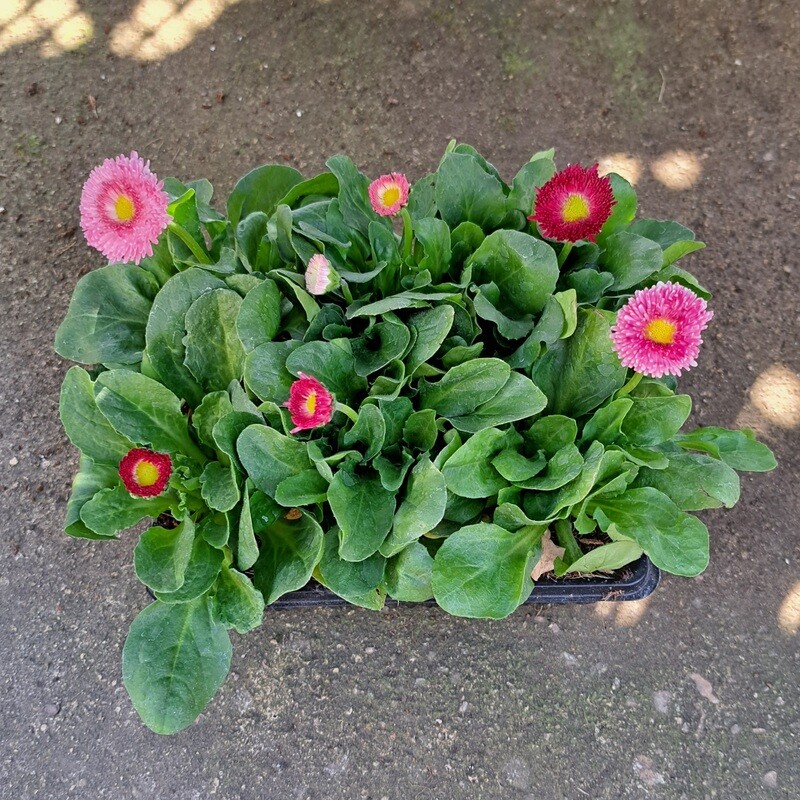 Bellis Mix Seedlings 6 Pack