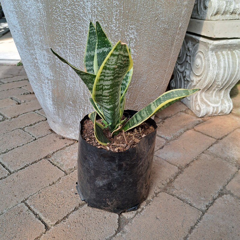 Sansevieria Fatty Yellow (Skoonma se Tong) 4L
