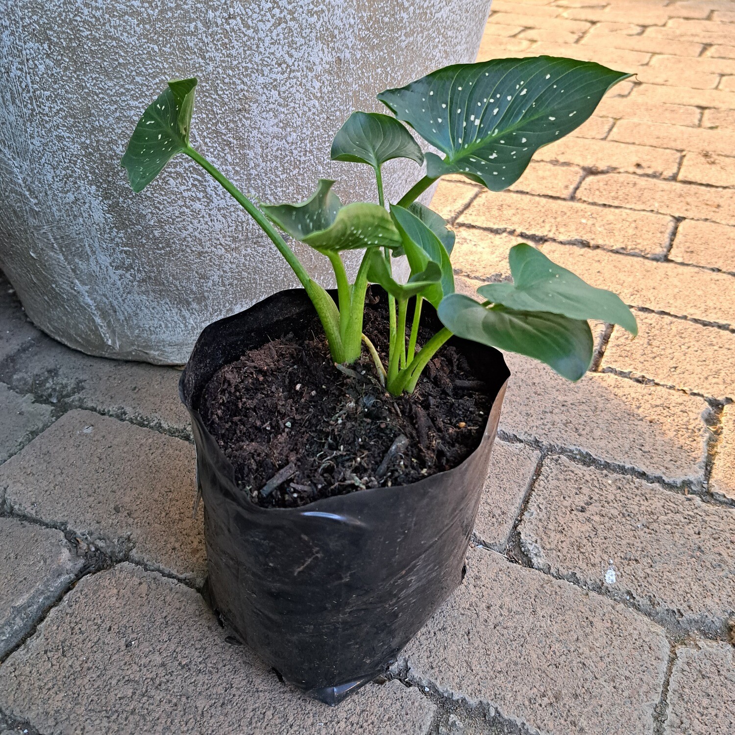 Arum Lily "Varkore" (Spotted Leaf) 4L