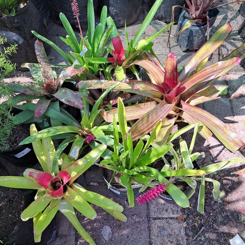 Aechmea bromeliad 15cm Pot