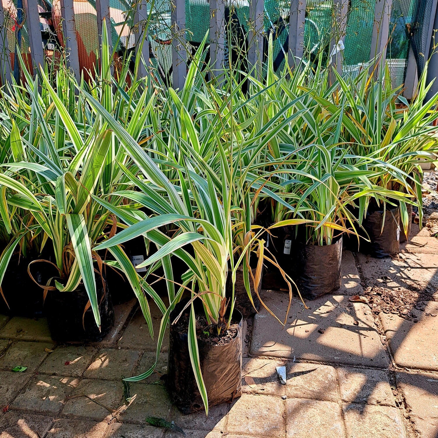 Dianella Tasmanica Variegated 2.5L