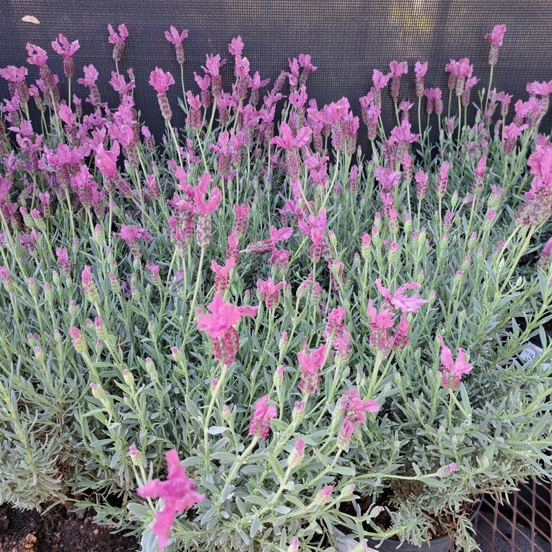 Lavandula "Lavender" Margaret Roberts
