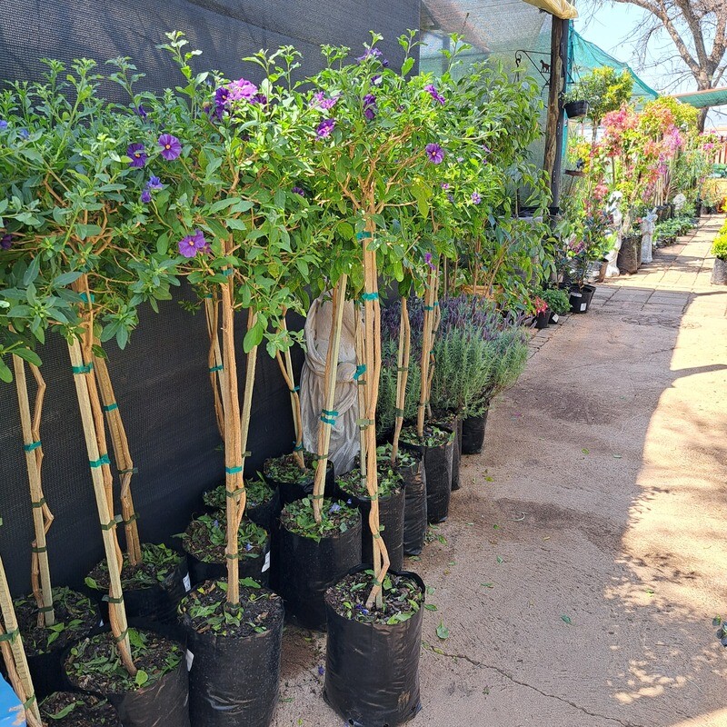 Solanum Purple Patio Standard 10 Liter (+/- 1 meter)