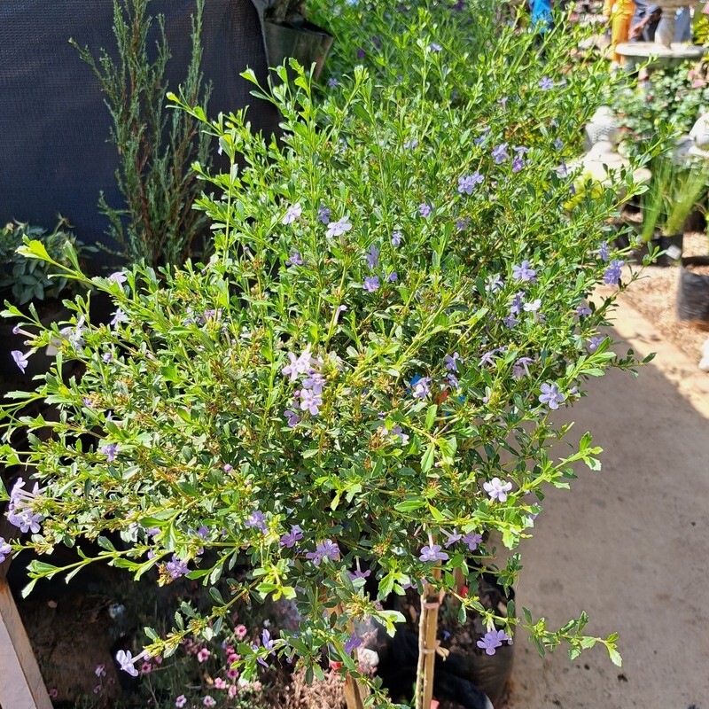 Freylinia Tropica Blue Patio Standard 10 liter