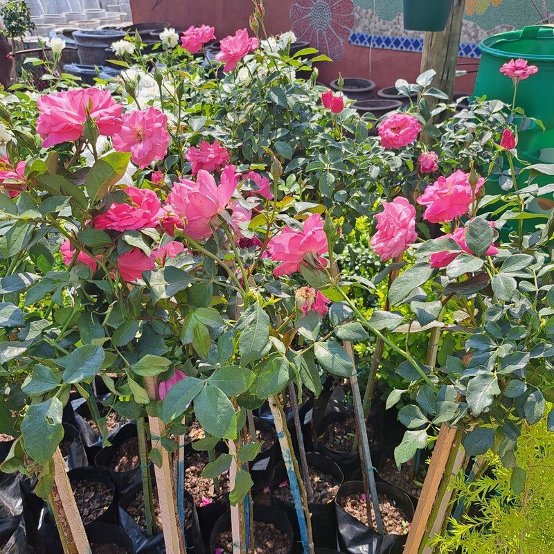 Iceberg Rose Standards Pink 5L