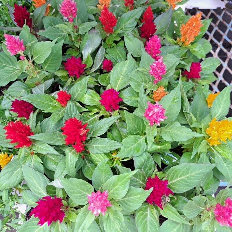 Celosia Kimono Mixed Colours Seedlings 30 Pack