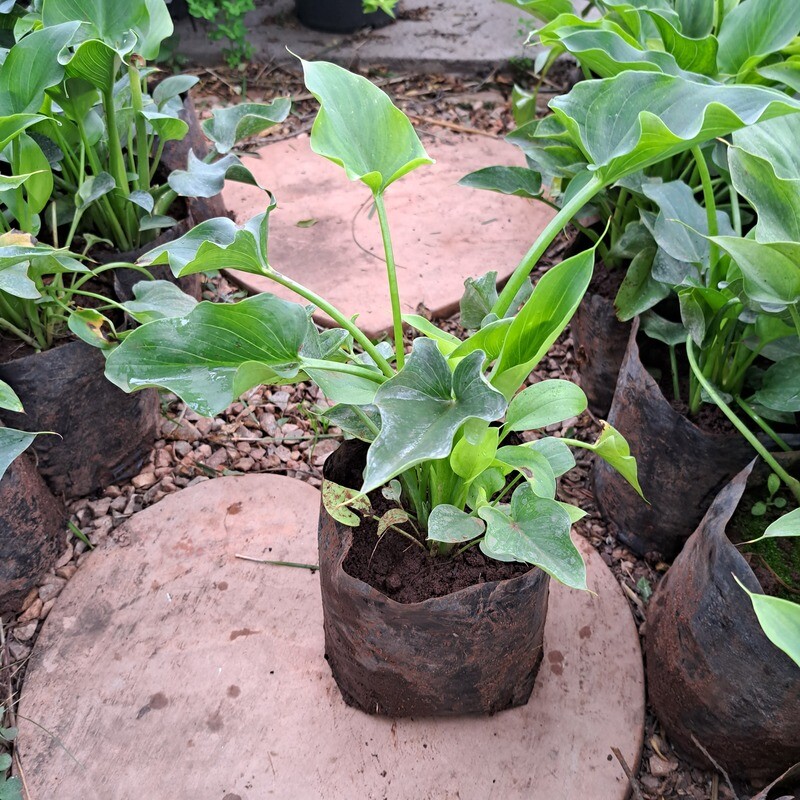 Arum Lily "Varkore" 2L