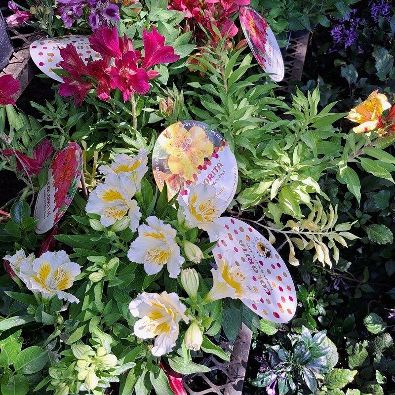 Alstroemeria "Princess Lily" (Inca Lily) 17cm Pot