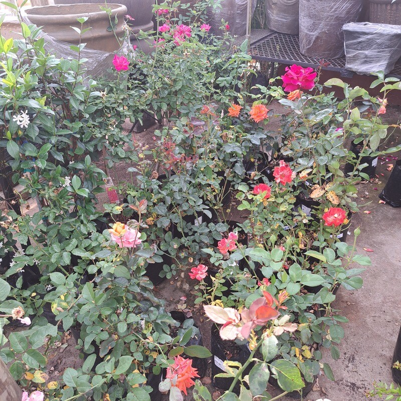 Rose Mixed Hybrid