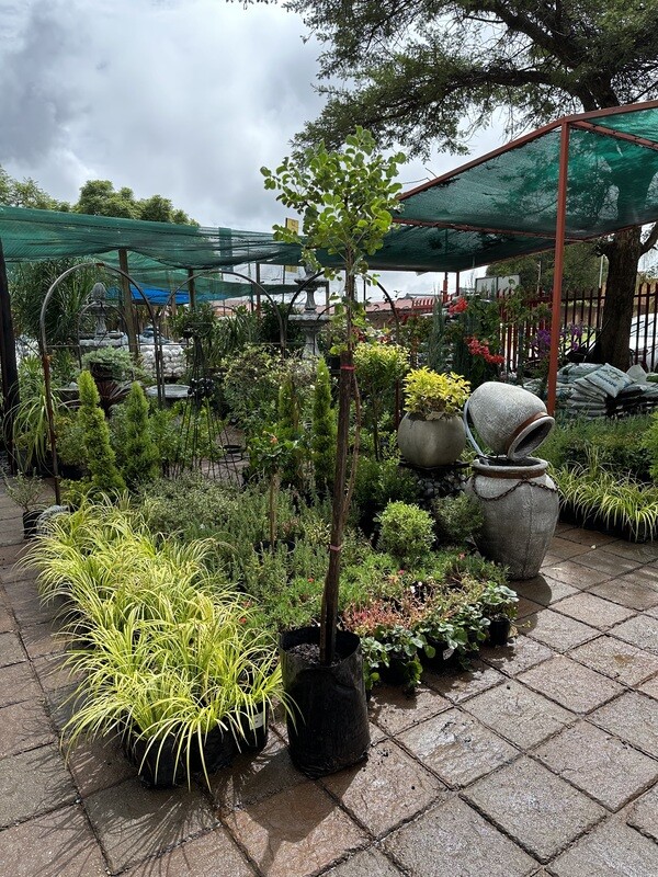 Sclerocarya Birrea (Marula tree) 20L