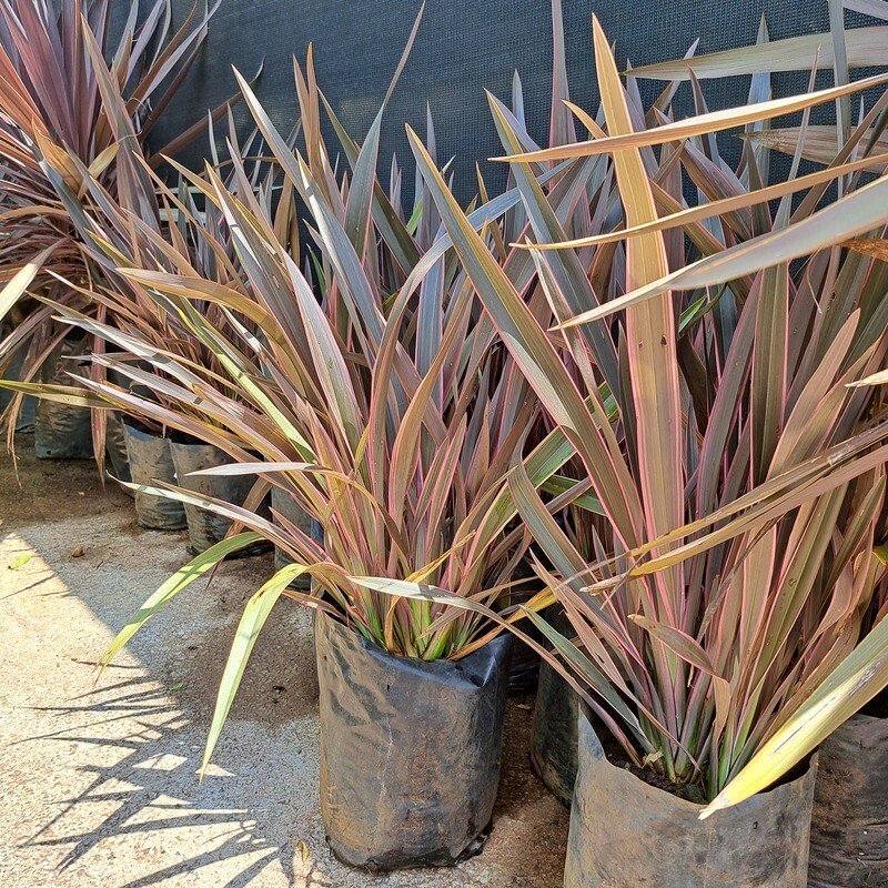 Phormium 'Pink Stripe' 10 liters.