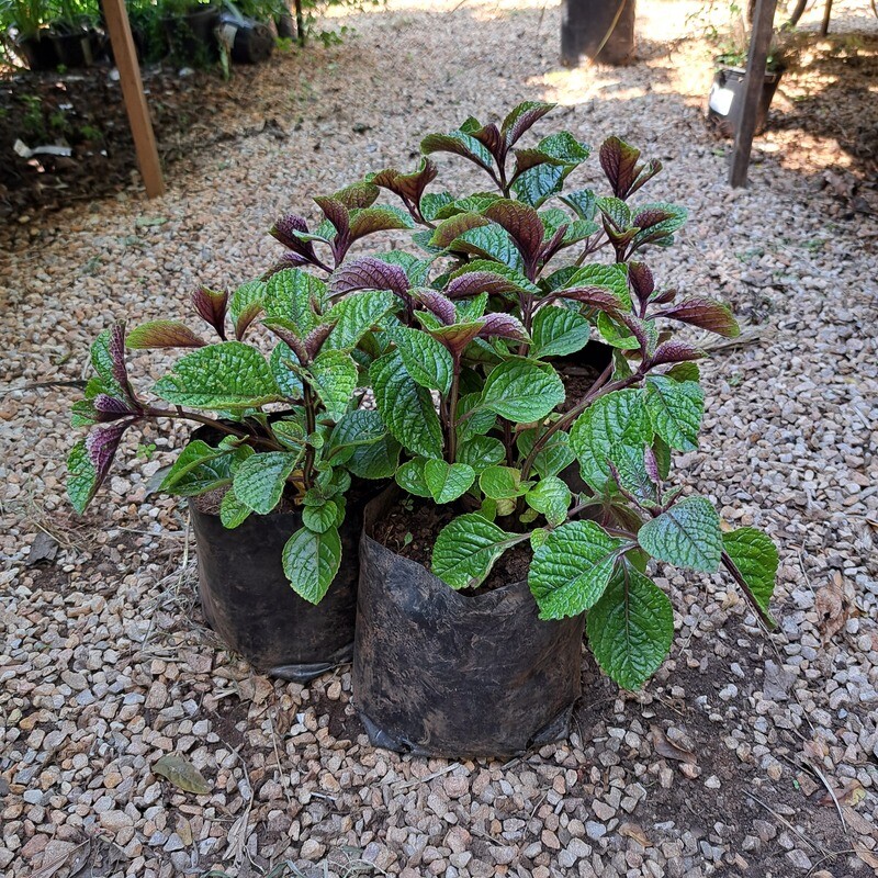 Plectranthus Ciliatus