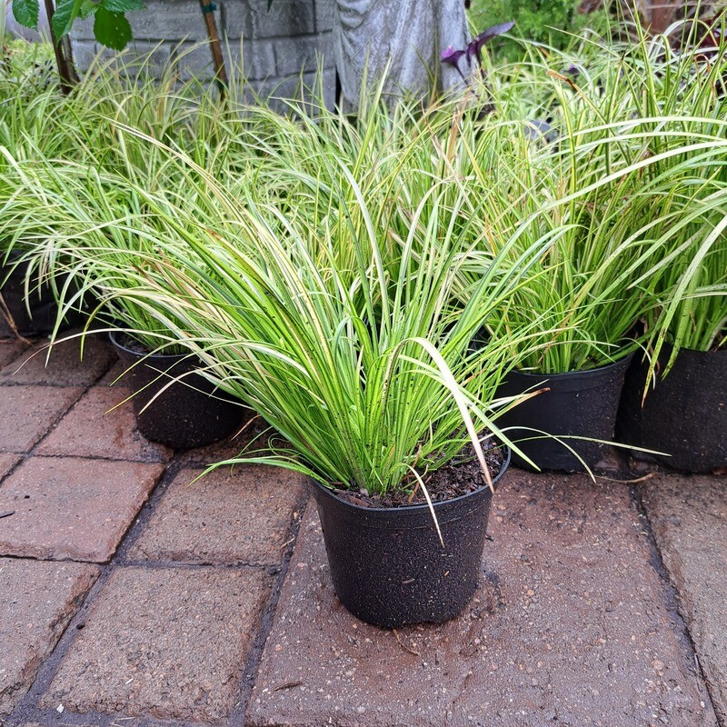 Acorus Gramineus "Golden Edge" - Japanese Rush 15cm