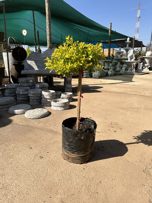 Duranta Standard Short 10 Litre