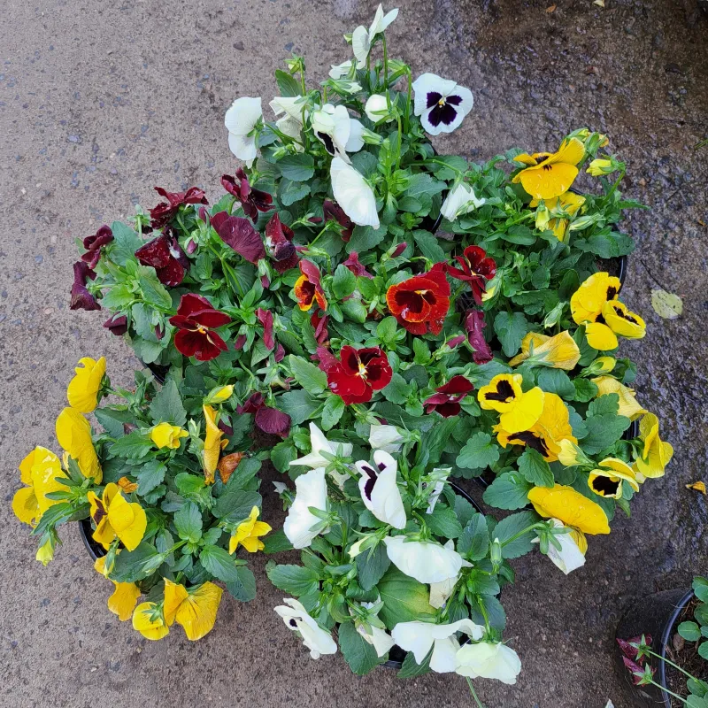 Pansy Mixed Colours 15cm