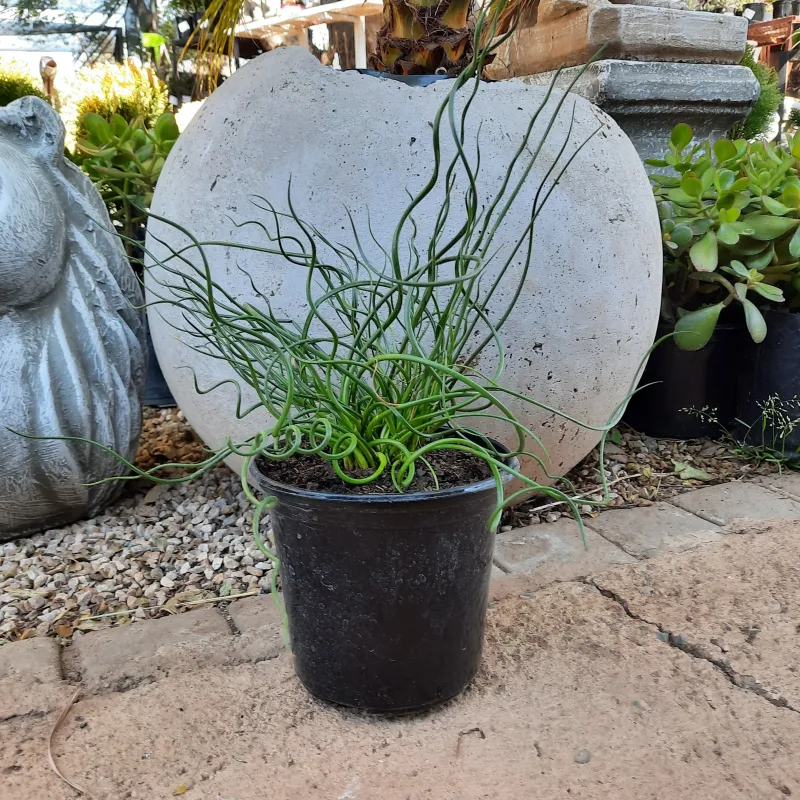 Juncus Twisted Dart 15cm Pot