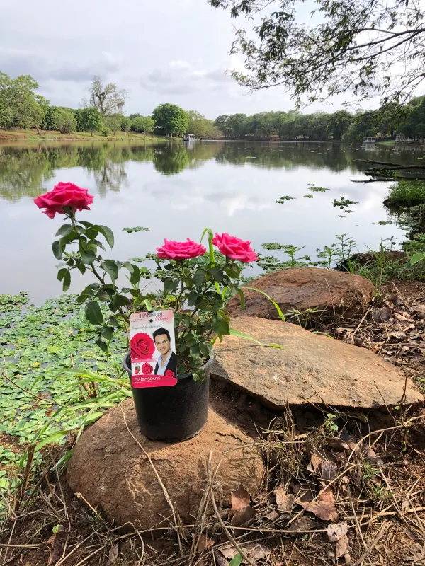 Hannon (Glam Guru) var 'Wekcrying' 19cm Hybrid Tea Rose