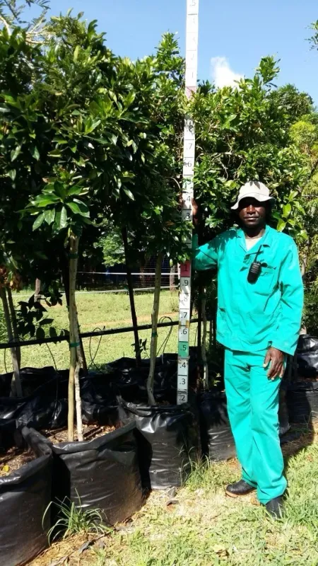 Combretum Kraussii / Forest Bushwillow 100L