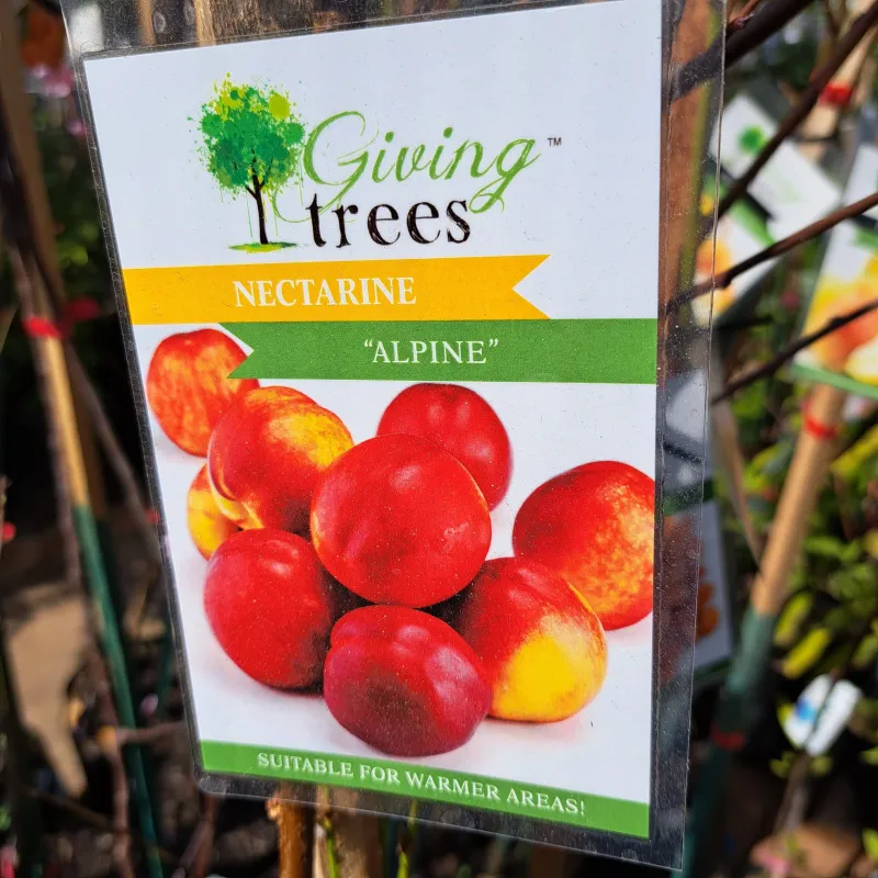 Nectarine "Alpine" 10L