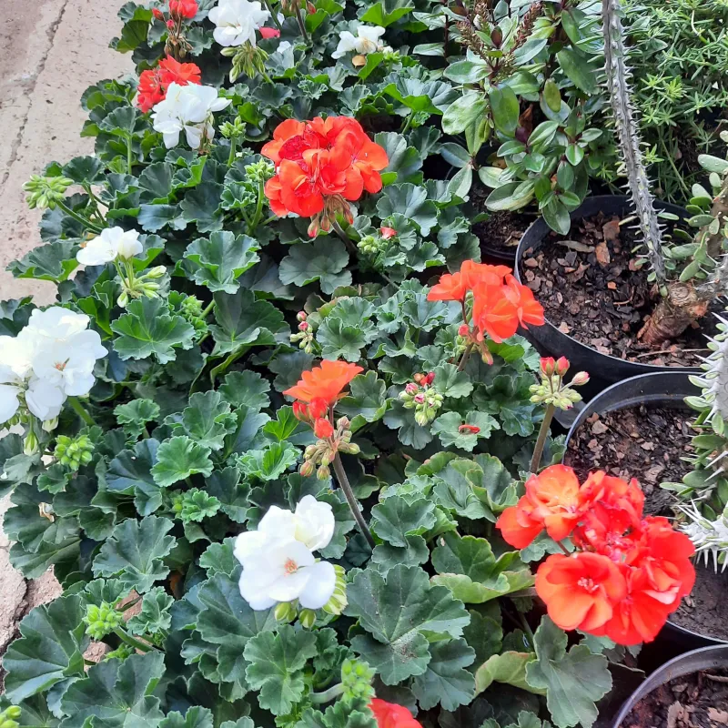 Geranium Pelargonium Zonale Mixed Colours 15cm