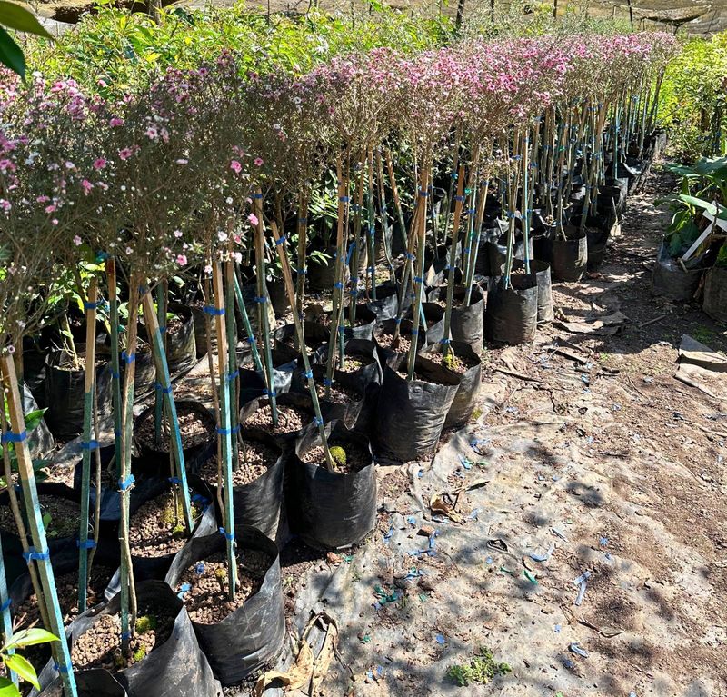 Leptospermum Scoparium Spectrocolor 'Tea Tree' 10L