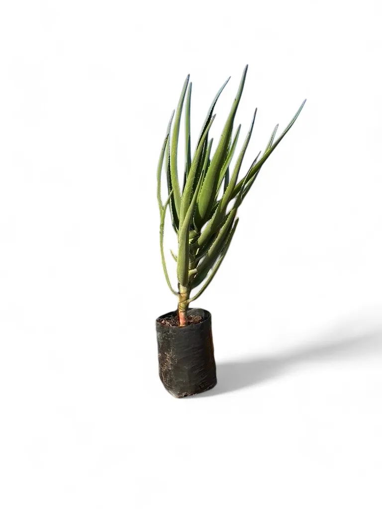 Aloe Barberae "Tree Aloe or Boom Aalwyn" 20 Liter