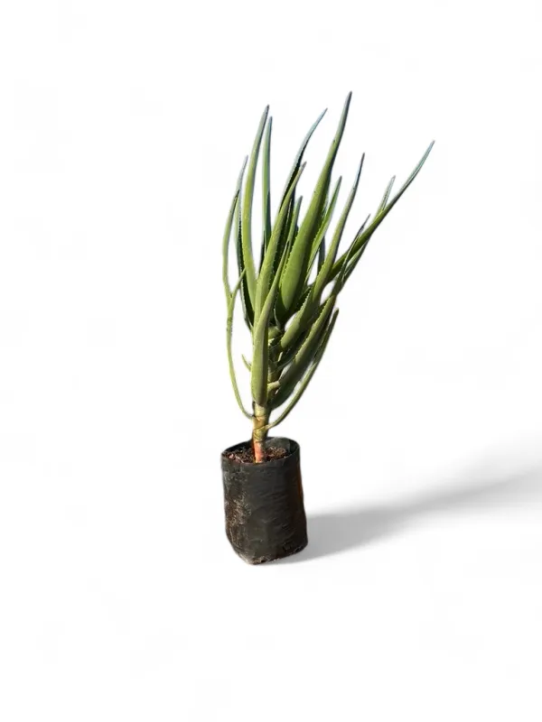 Aloe Barberae "Tree Aloe or Boom Aalwyn" 20 Liter