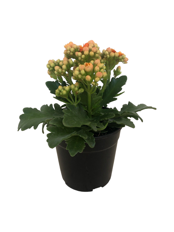 Kalanchoe Bloss "Calandiva" 12cm Pot