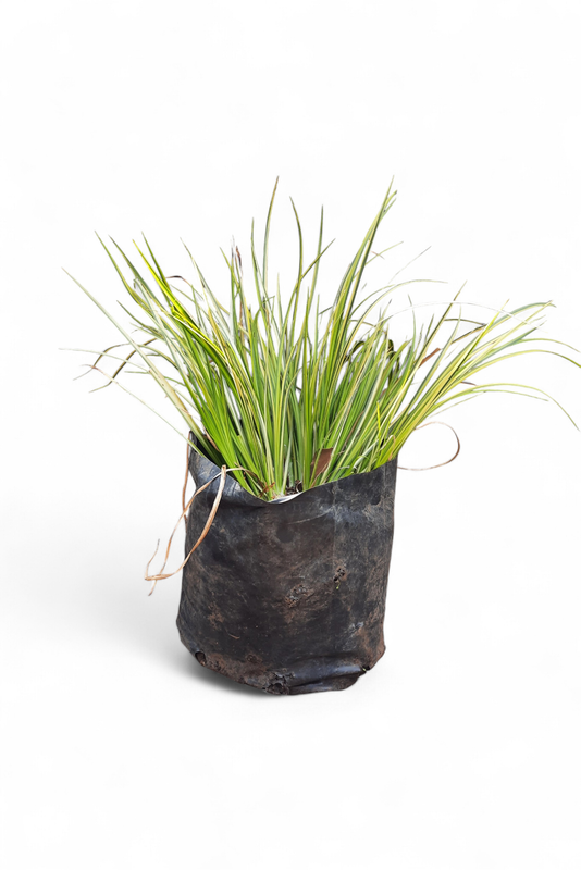 Acorus Large Gold 2.5 liter